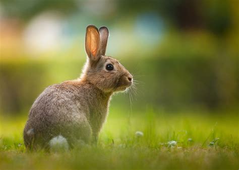 lapin Définition LAPIN