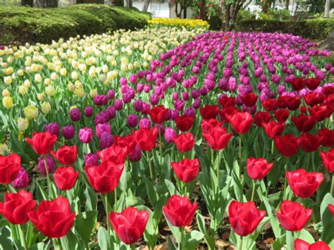 横浜公園のチューリップ