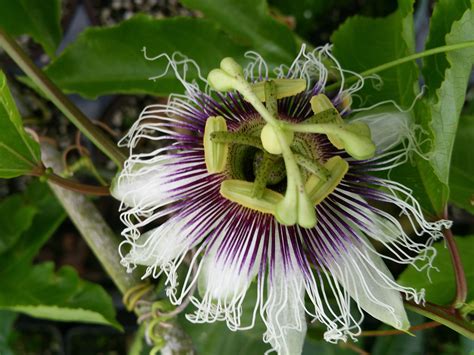 Purple Passion Fruit Flower