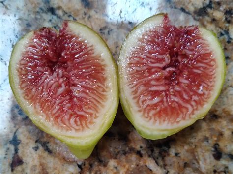 Mig Paratjal Fig 2 Cuttings Tasty Green Spanish Fig Variety Figfair