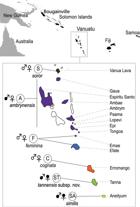Distribution Of The Pacific Robin Norfolk Island Not Shown With Download Scientific Diagram