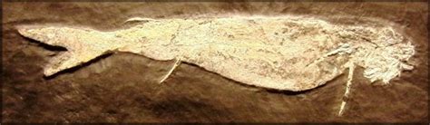 Images And Collectibles Of Living And Extinct Animals