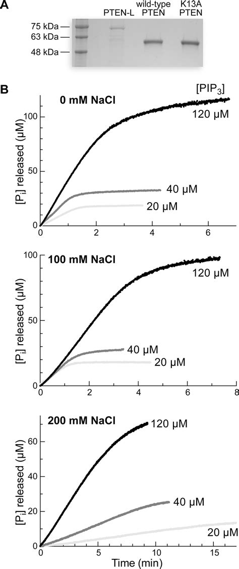 Initial Characterization Of Pten A Analysis Of Pten L Wild Type