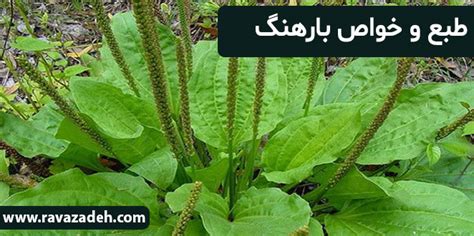 طبع و خواص بارهنگ روازاده سایت حکیم دکتر روازاده پدر طب ایرانی اسلامی