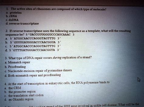 1 The Active Sites Of Ribosomes Are Composed Of Which Type Of Molecule A Proteins B Rrna C