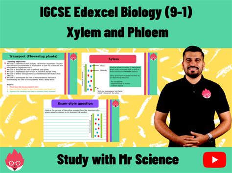 IGCSE Edexcel Biology 9 1 Xylem And Phloem UPDATED Teaching Resources