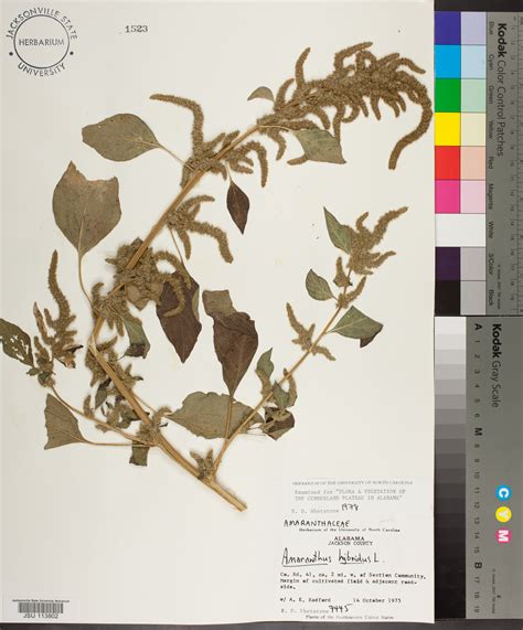 Amaranthus Hybridus Species Page Apa Alabama Plant Atlas