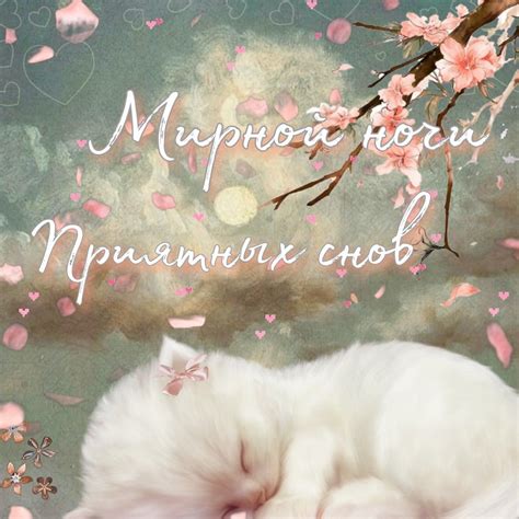Доброй ночи Ночь Милые котики Котята