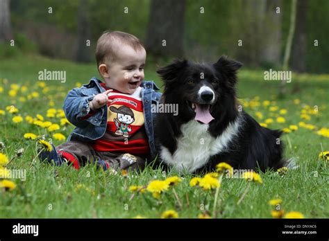 Are Collies Good With Babies