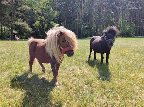Ponis Skelbiu Lt