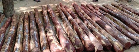 30 Logs Of Red Sander Seized By Andhra Pradesh Police
