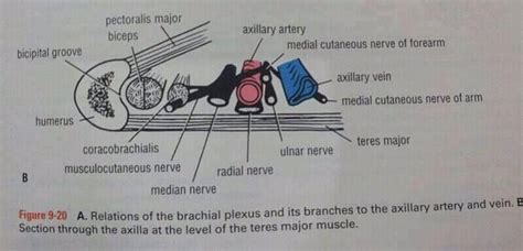 Axillary Sheath Anatomy By Dr Shafiq Ahmad Kainth