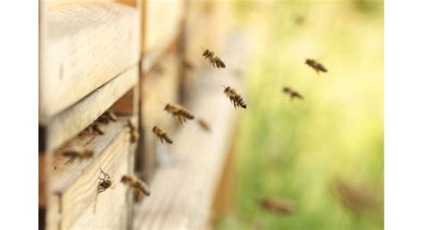 Beekeeping On Solar Sites Can Enhance Value Agricultural Production