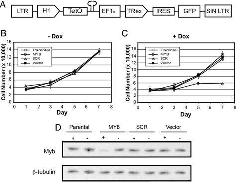 Knockdown Of Myb By Inducible Shrna Decreases Mcf 7 Proliferation And