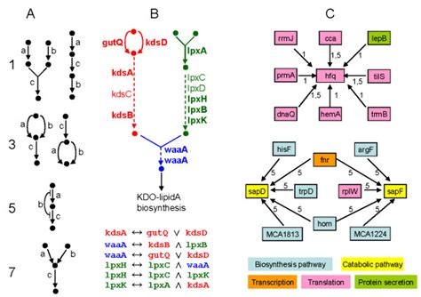 gene triplets reveal biological networks at different levels and key