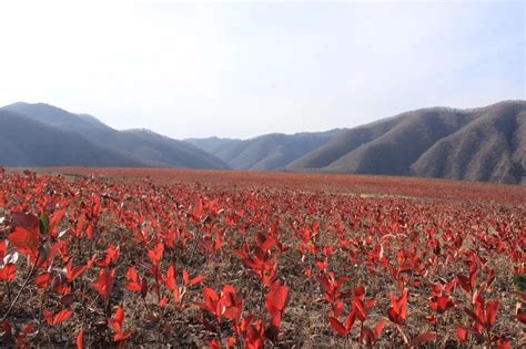 黑果花楸铺就脱贫致富路