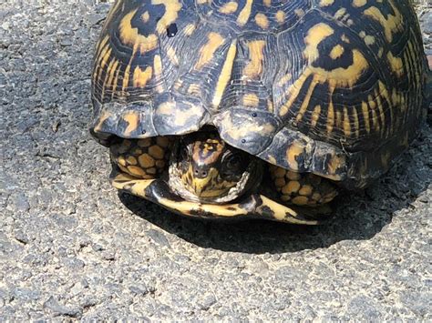 Box Turtles On The Move What They Re Up To How To Help Hobby Farms Artofit