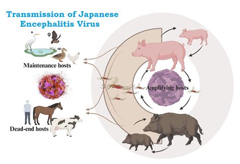 Japanese encephalitis (JE): Sign and Symptoms, Causes, Risk factors, Diagnosis, Complications ...