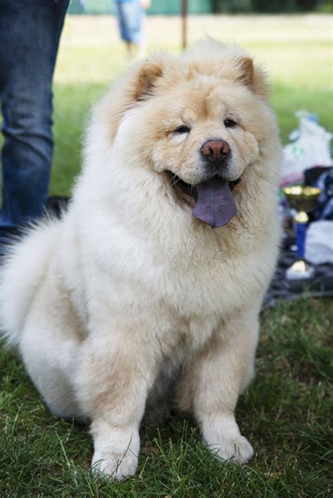 Blue Chow Dog