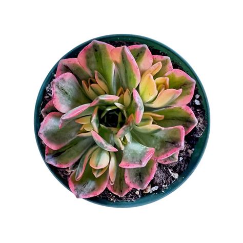 How To Care For Cotyledon Pendens Succulents The Next Gardener Thenextgardener