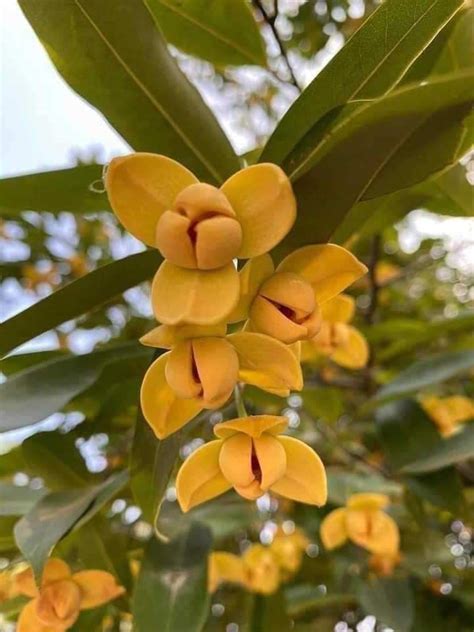 ក្រុមអ្នកចូលចិត្តដាំដំណាំនៅតាមផ្ទះ ផ្ការំដួល ឬ បុប្ផាជាតិ 🌼🌼