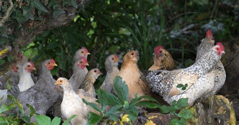 Scientists Are Racing To Develop A New Bird Flu Vaccine Time