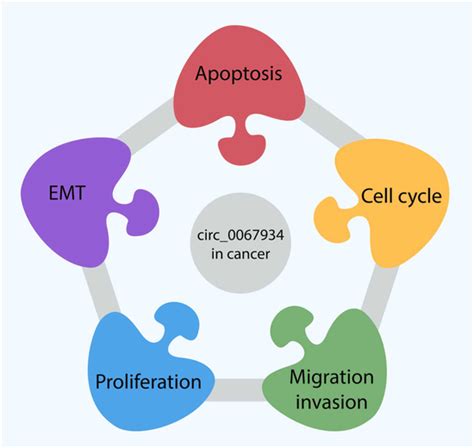 The Overall Effect Of That Circ 0067934 On Various Cell Behaviors As
