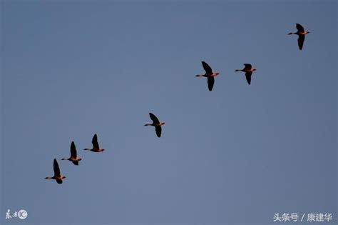 藍天白雲和鴻雁 每日頭條