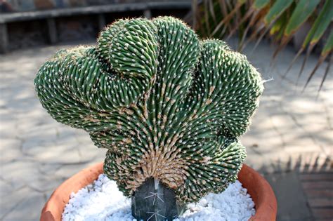 サボテンをかっこよく見せる植木鉢、サボテンの花を咲かせるコツとは 植木鉢ナビ