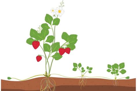 Reproducción Asexual En Las Plantas Qué Es Tipos Y Ejemplos Resumen
