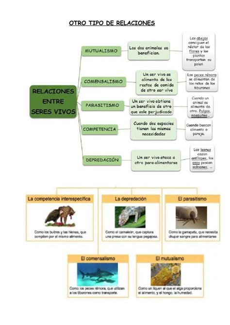 Tipo De Relaciones Entre Los Seres Vivos Worksheet Relieve