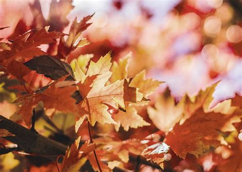 Muted Red Hair Color Koleston Perfect Red Hair Color Hair