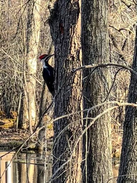 Red Headed Woodpecker Bird Pecking On Tree Stock Image Image Of