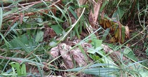 A Landmine Blast In Northern Samar Is A Violation Of Humanitarian Law