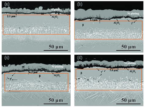 Cross Sectional Morphologies Of Niptal Coating After Isothermal