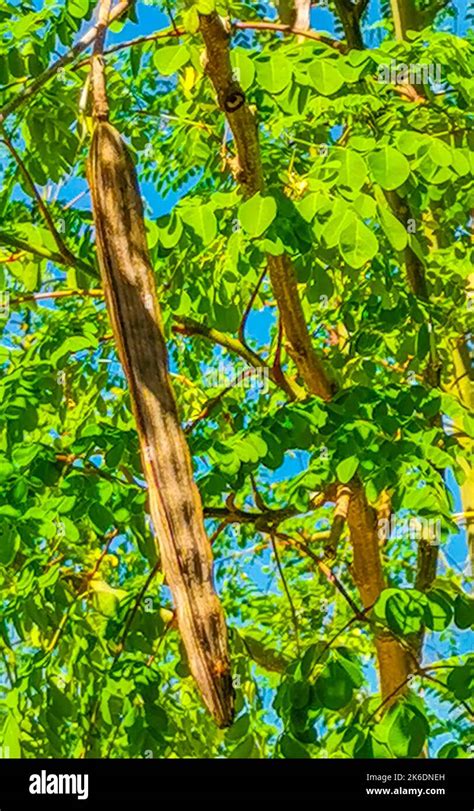 Seeds Of Moringa Tree And Green Tree Top With Blue Sky Background In