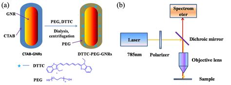 A The Scheme For Preparing Dttc Peg Gnrs B Set Up For The