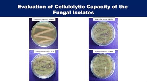 Production Of Cellulase And Its Application Pptx