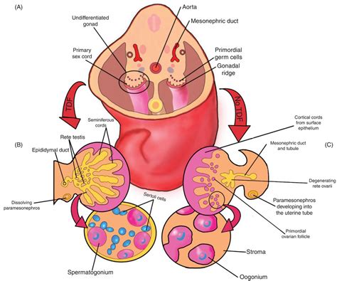 Anatomy And Embryology Of The Male Reproductive Tract And Gonadal