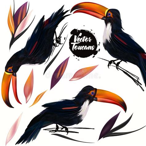 Raccolta Degli Uccelli Tropicali Del Tucano Di Vettore Illustrazione Vettoriale Illustrazione