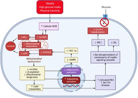 Figure 1 From Preventing Adipogenesis And Preserving Mitochondria And