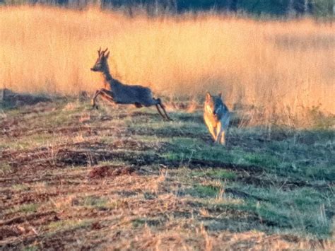 Dit Is Het Effect Van De Wolf Op Andere Dieren In Het Natuurgebied Waar Hij Leeft Leusden Ad Nl