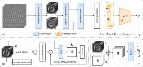 Figure 1 From Spatio Temporal Analysis Of Patient Derived Organoid Videos Using Deep Learning