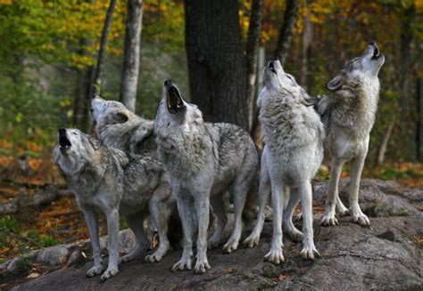 Why Do Wolves Howl At The Moon Debunking The Myth