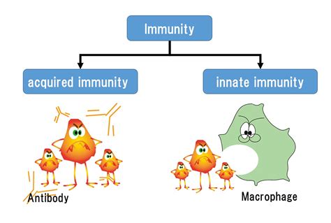 What Is Types Of Immunity At Jessica Mcmorris Blog