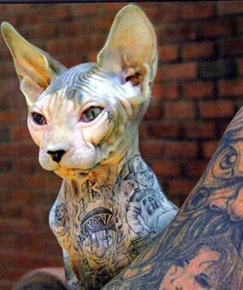 Sphynx Cat Tattoo Sphynx Cat Tattoo Hairless Cat Cat Tattoo