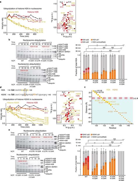 Site Specific Ubiquitylation Of Nucleosomal Histones H2a And H2ax By