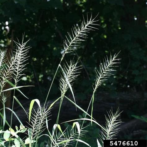 Great Grasses For Maryland Landscapes Maryland Grows