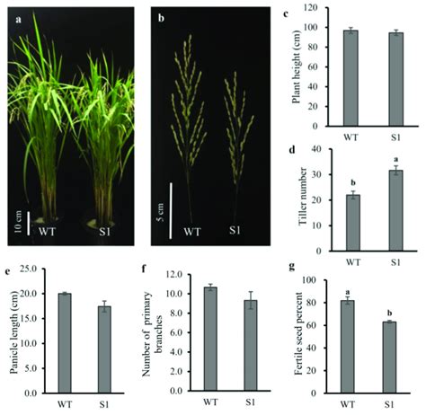 Phenotypes Of Wt And The S1 Mutant A Phenotype Comparison Of The Wt