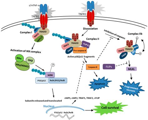 Antibodies Free Full Text Targeting Of Tumor Necrosis Factor Alpha